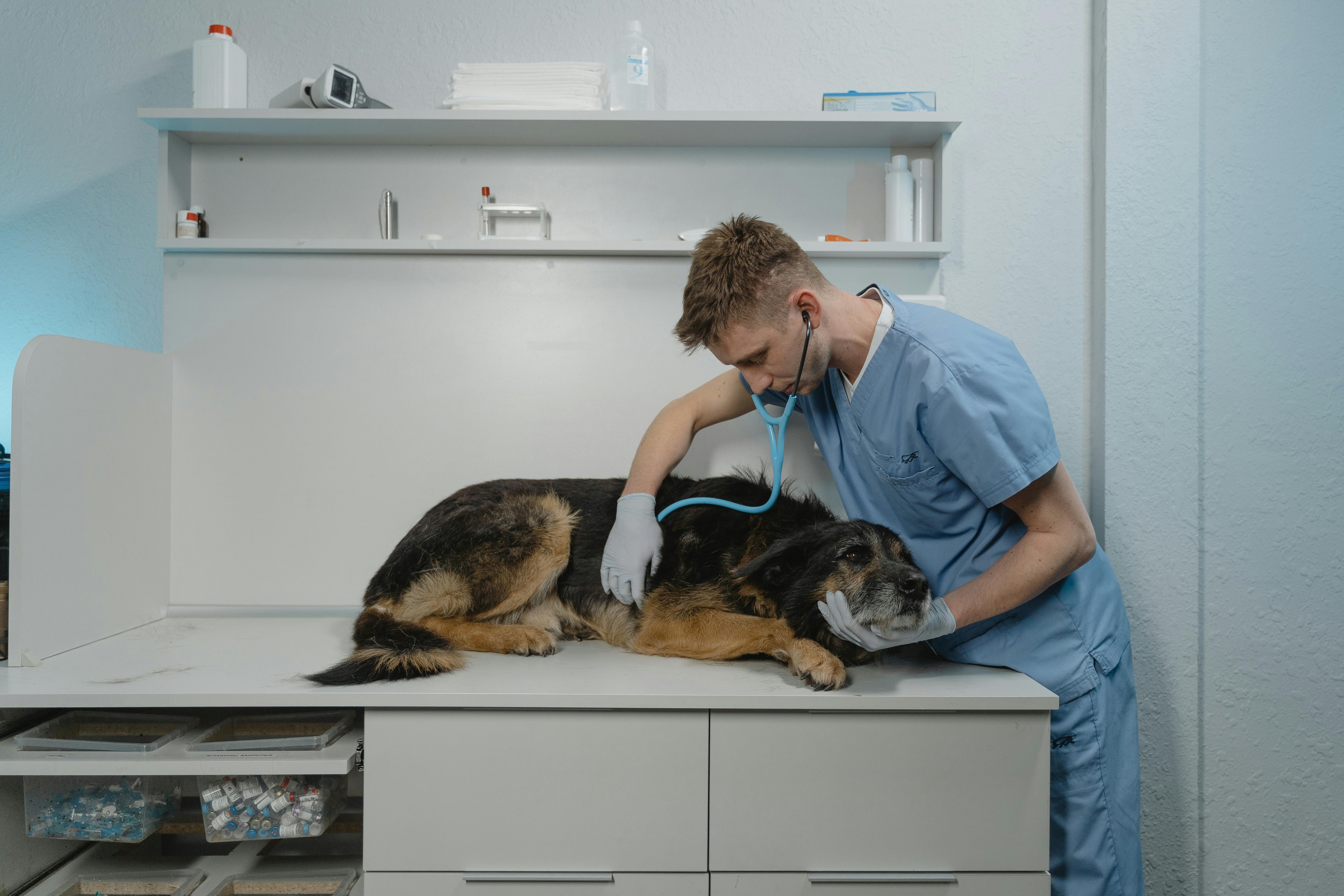 Veterinary Hospital in Oceanside, CA | Dorado Animal Hospital ...